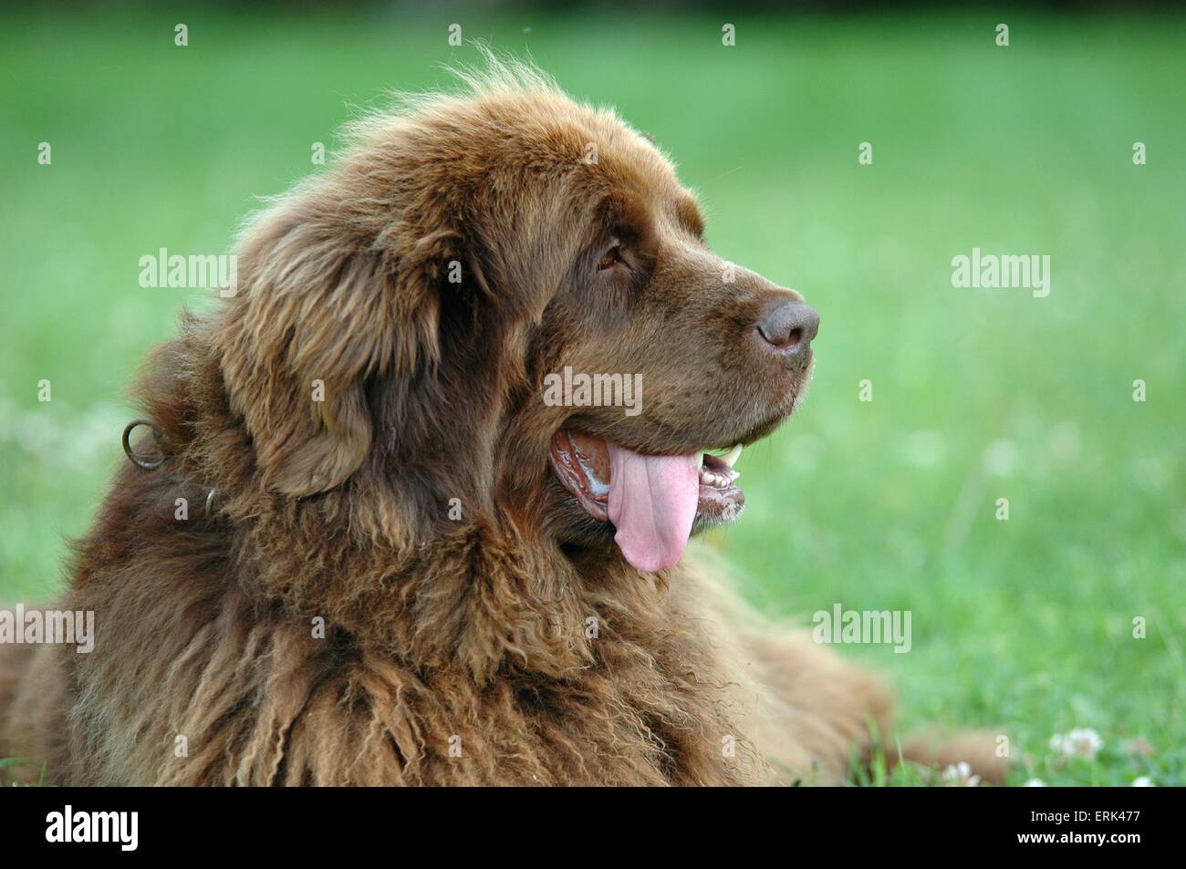 Newfoundland Dog High Resolution Stock Photography and Images - Alamy