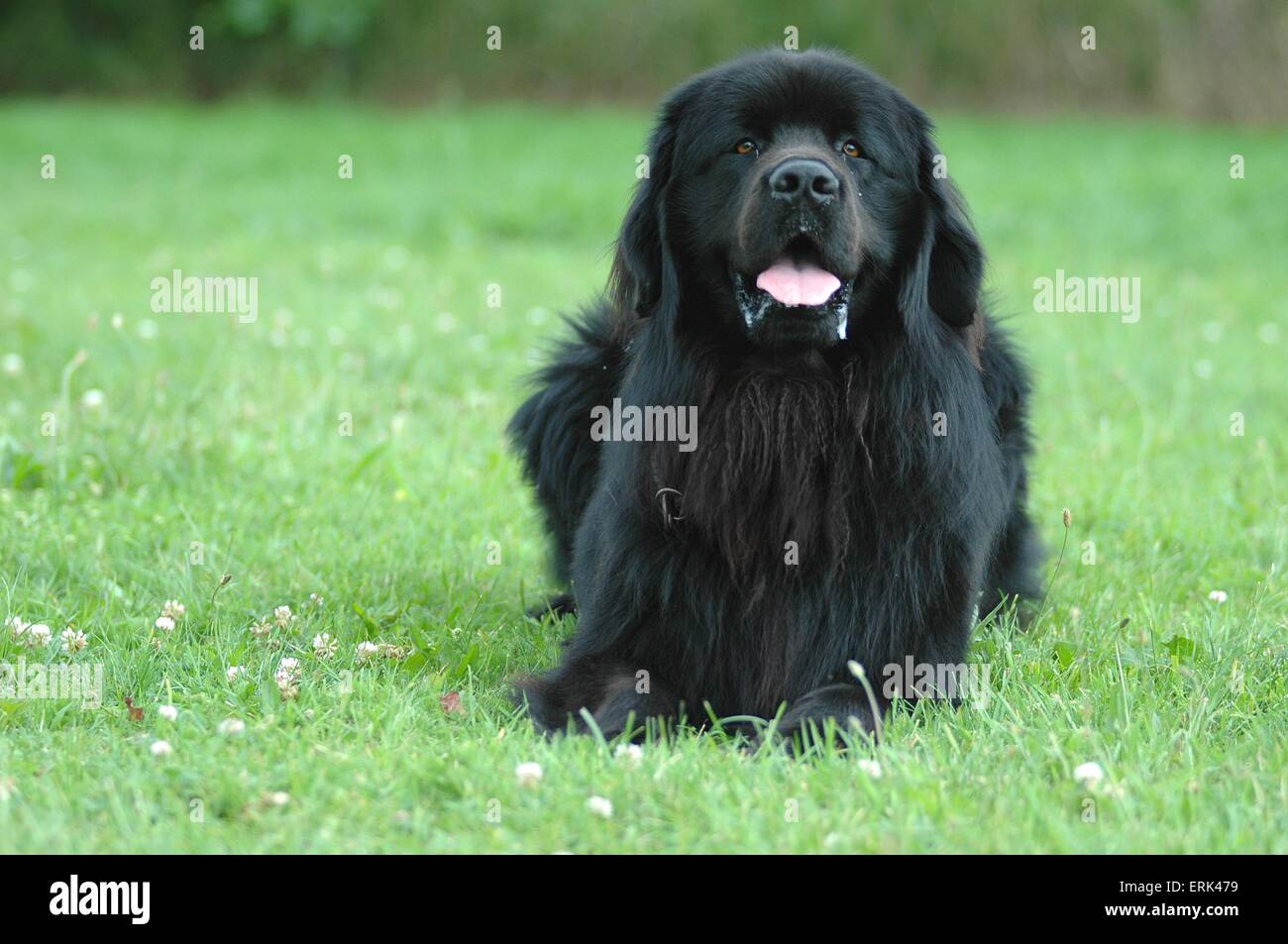 Newfoundland dog lying hi-res stock photography and images - Alamy
