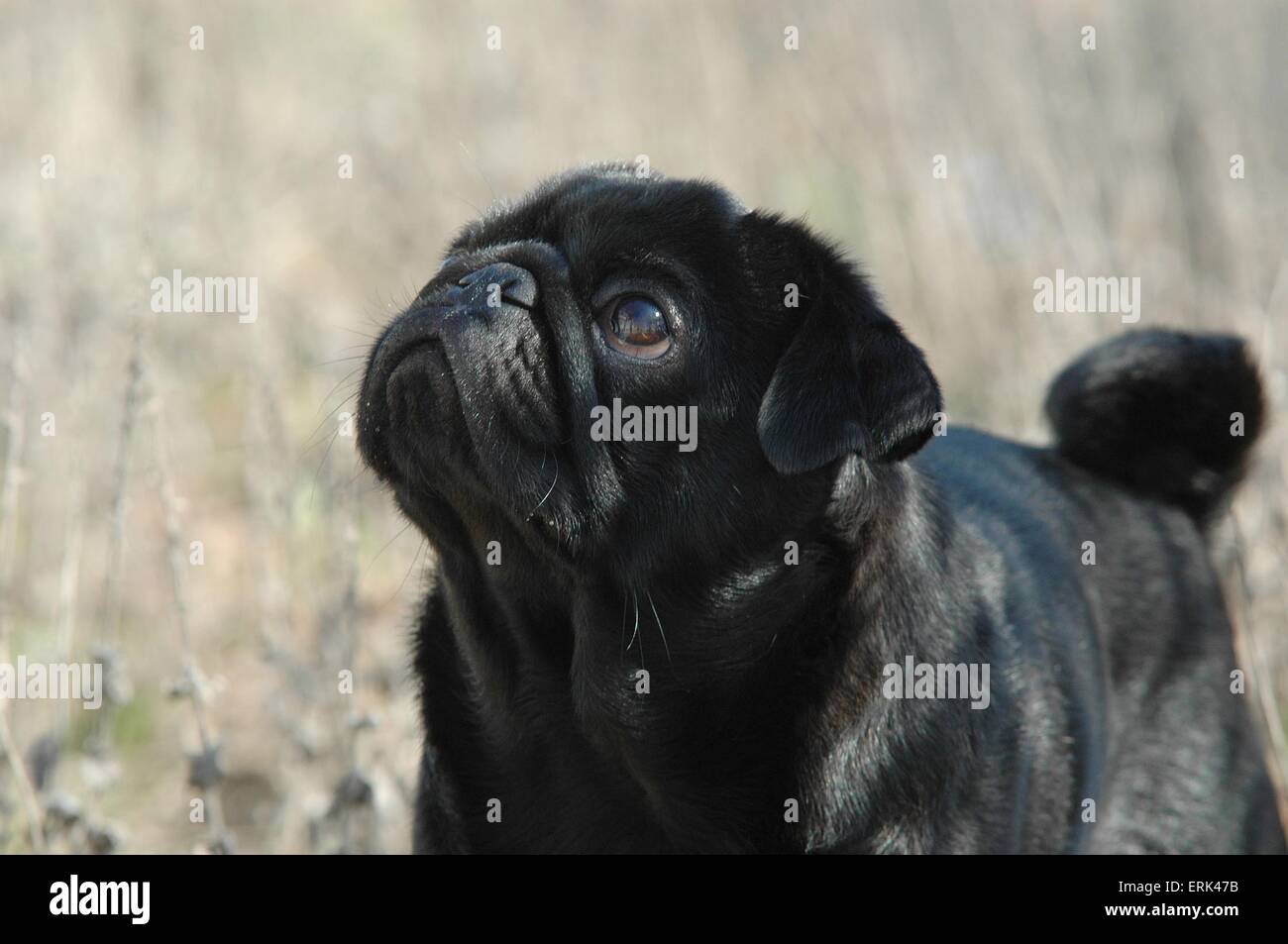 Black pug hi-res stock photography and images - Alamy