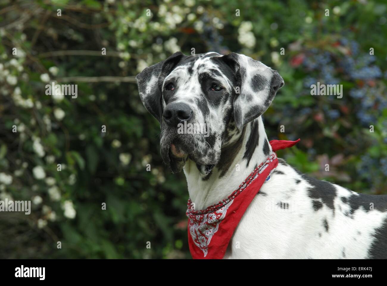 Great Dane Portrait Stock Photo - Alamy