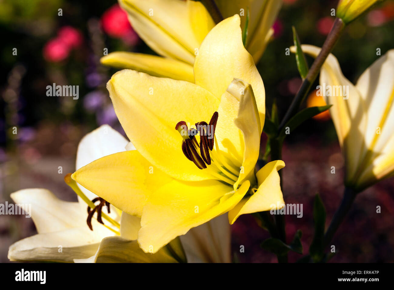 Yellow lily flower Stock Photo - Alamy