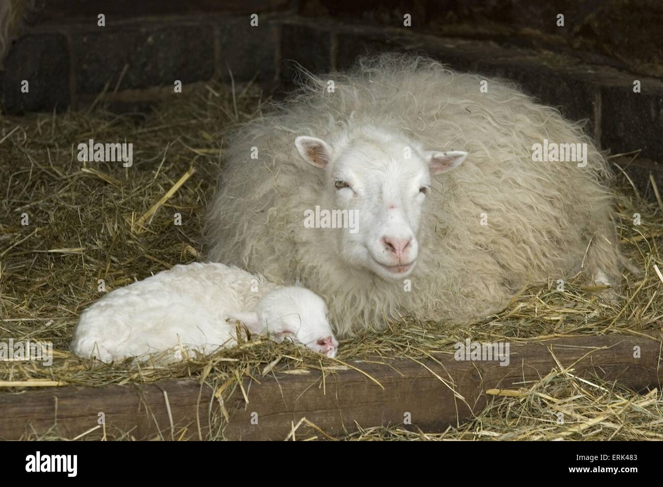 sheep with lamb Stock Photo - Alamy