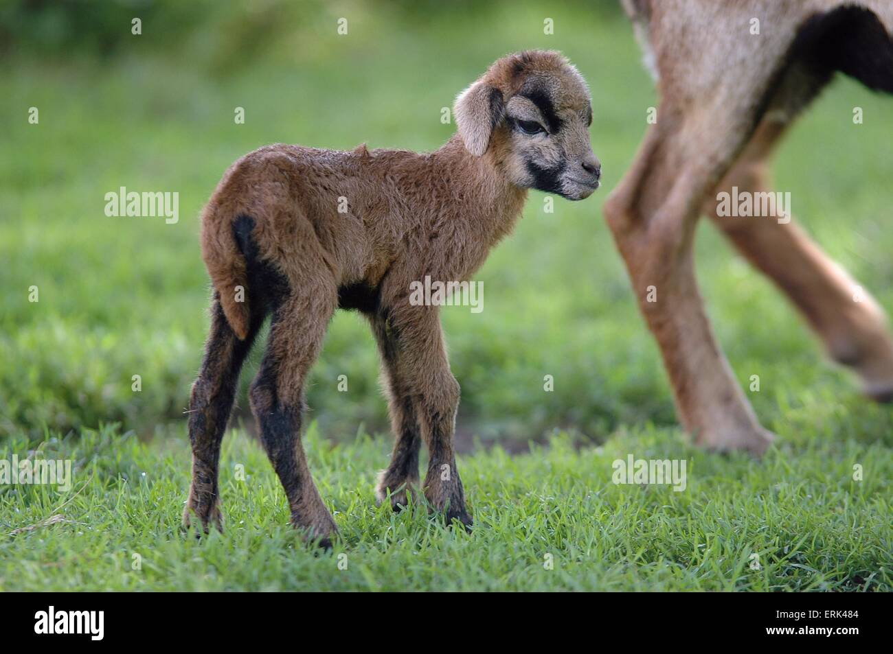 Hair lamb hi-res stock photography and images - Alamy