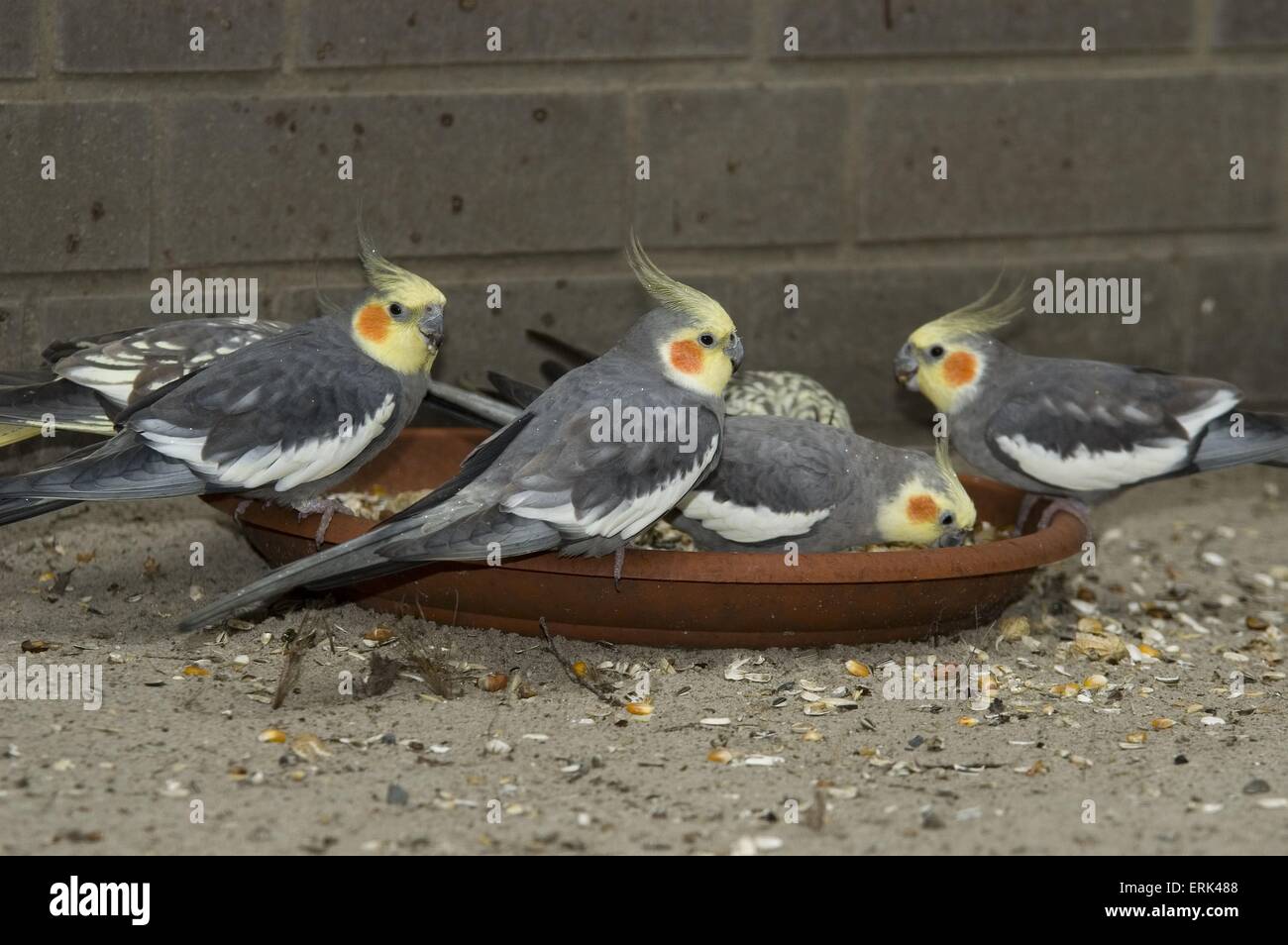 Cockatiels hi-res stock photography and images - Alamy