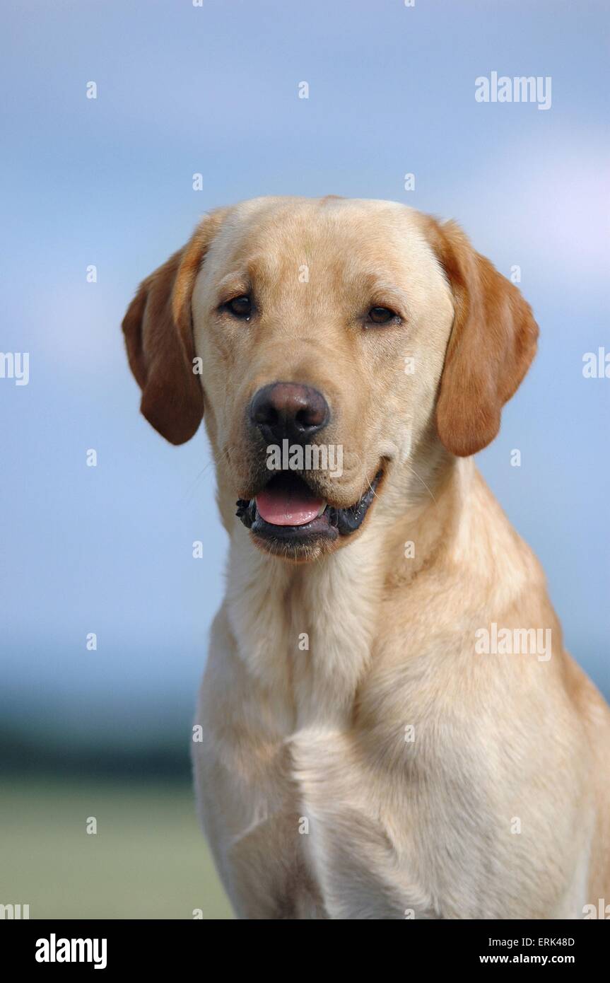 Labrador Retriever Portrait Stock Photo - Alamy