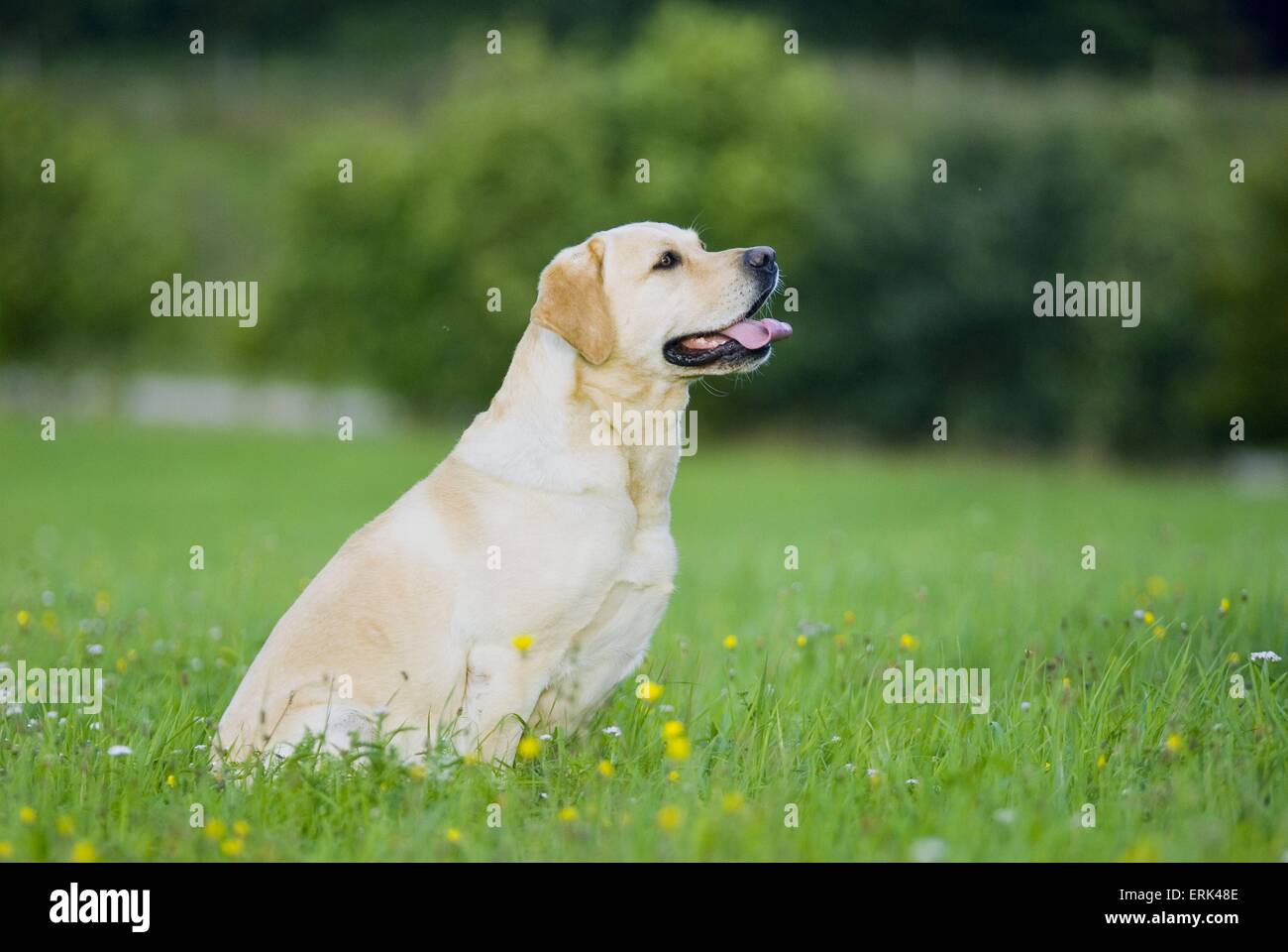 yellow Labrador Retriever Stock Photo - Alamy