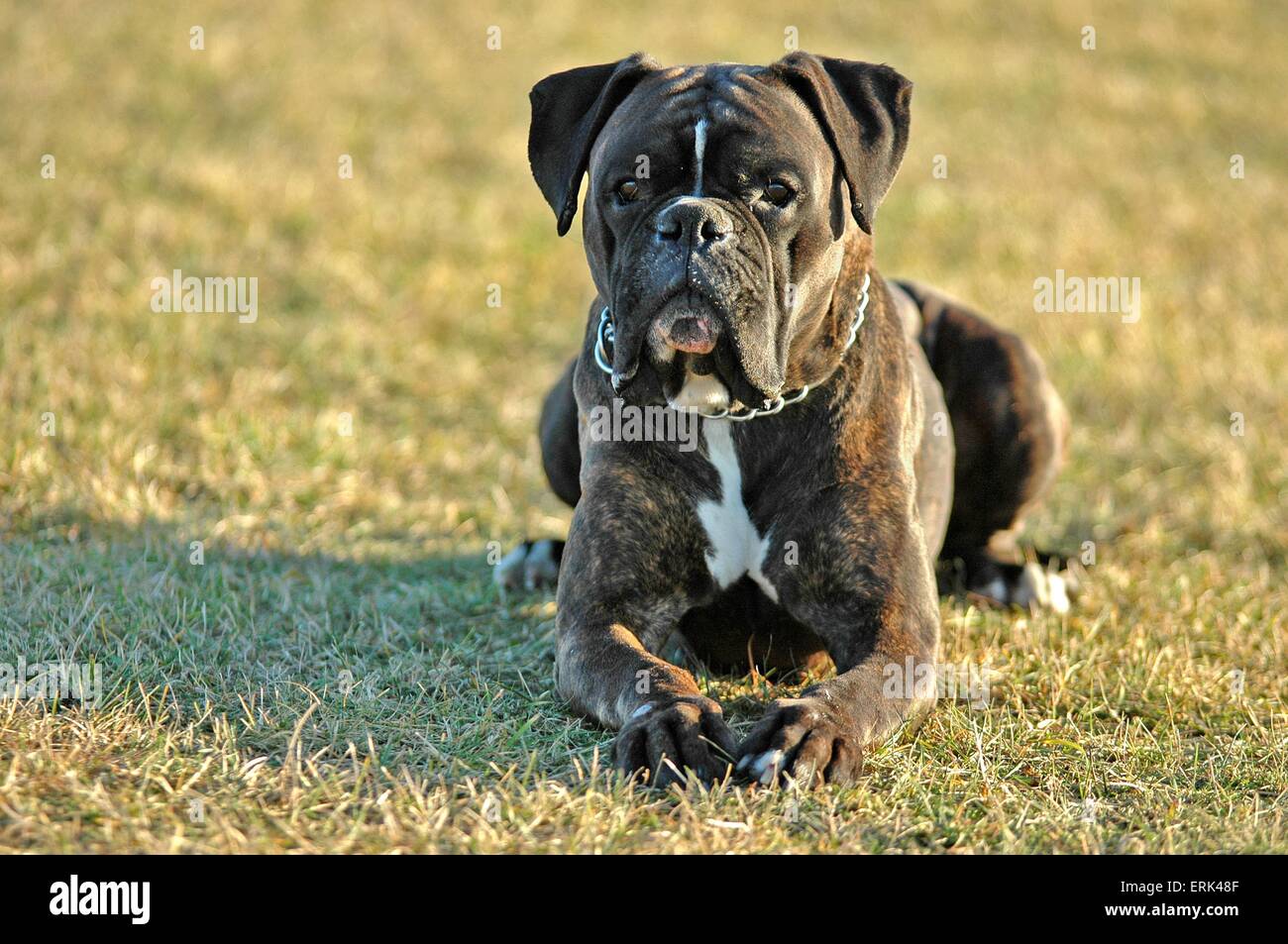 Purebred boxers hi-res stock photography and images - Alamy