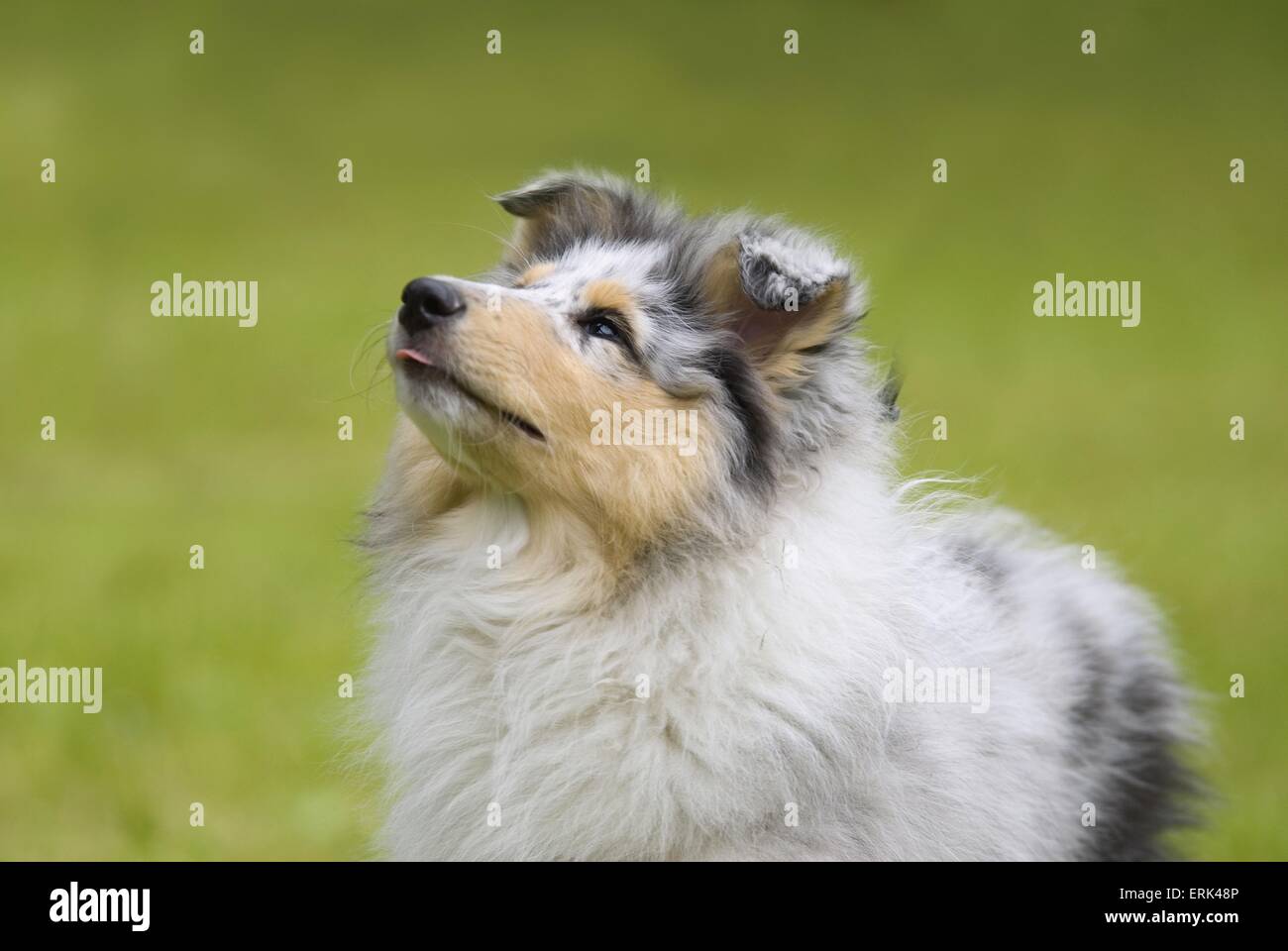 Collie Puppy Portrait Stock Photo - Alamy
