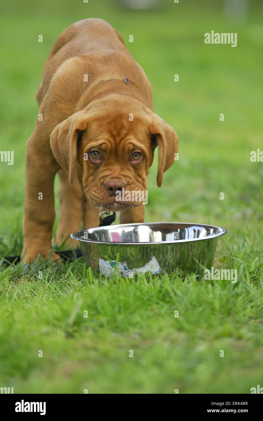 How Much Should A French Mastiff Puppy Eat