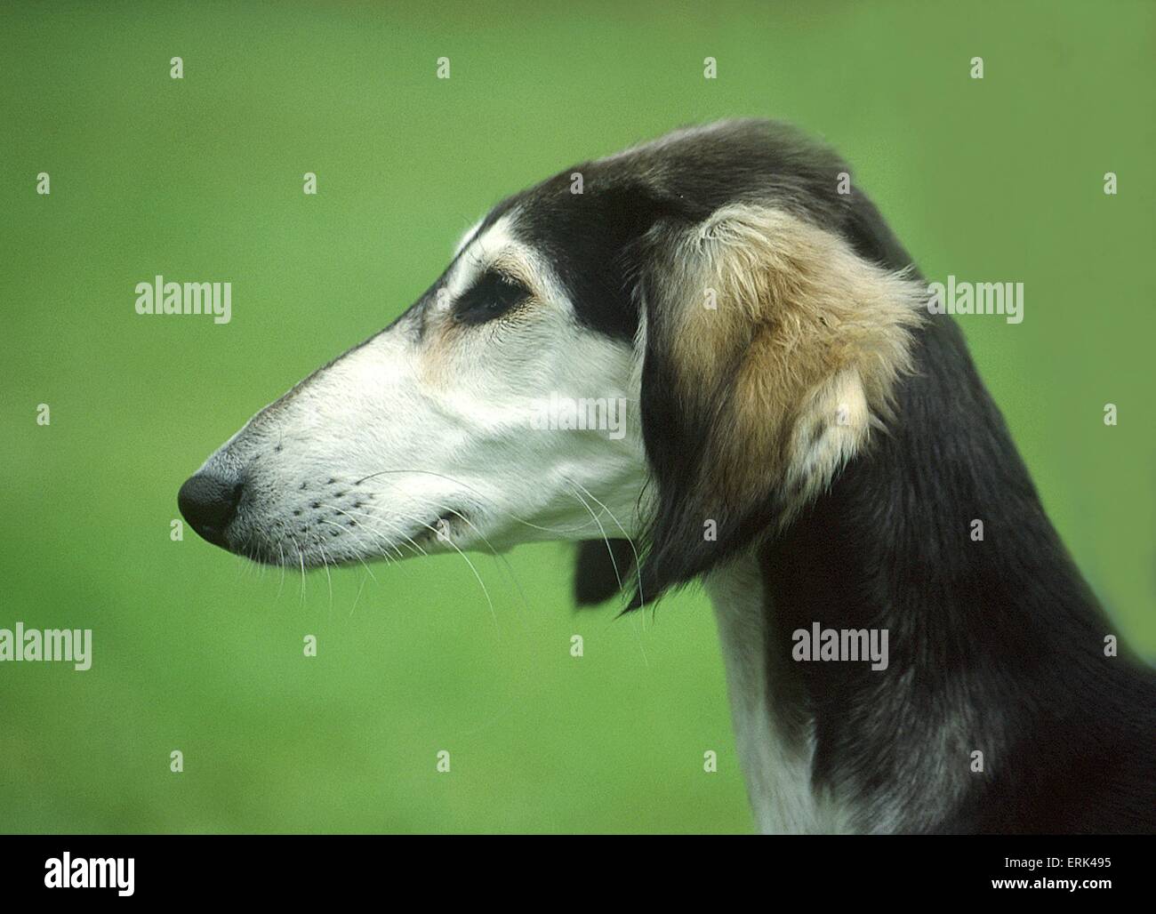 Saluki dogs hi-res stock photography and images - Alamy