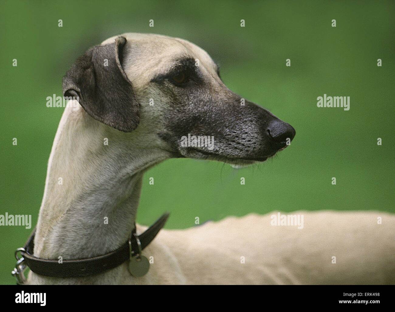 Sloughis hi-res stock photography and images - Alamy