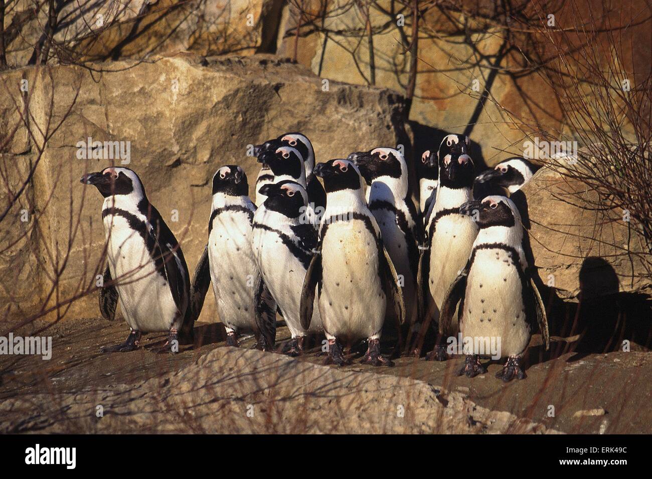 Captive african penguin hi-res stock photography and images - Alamy
