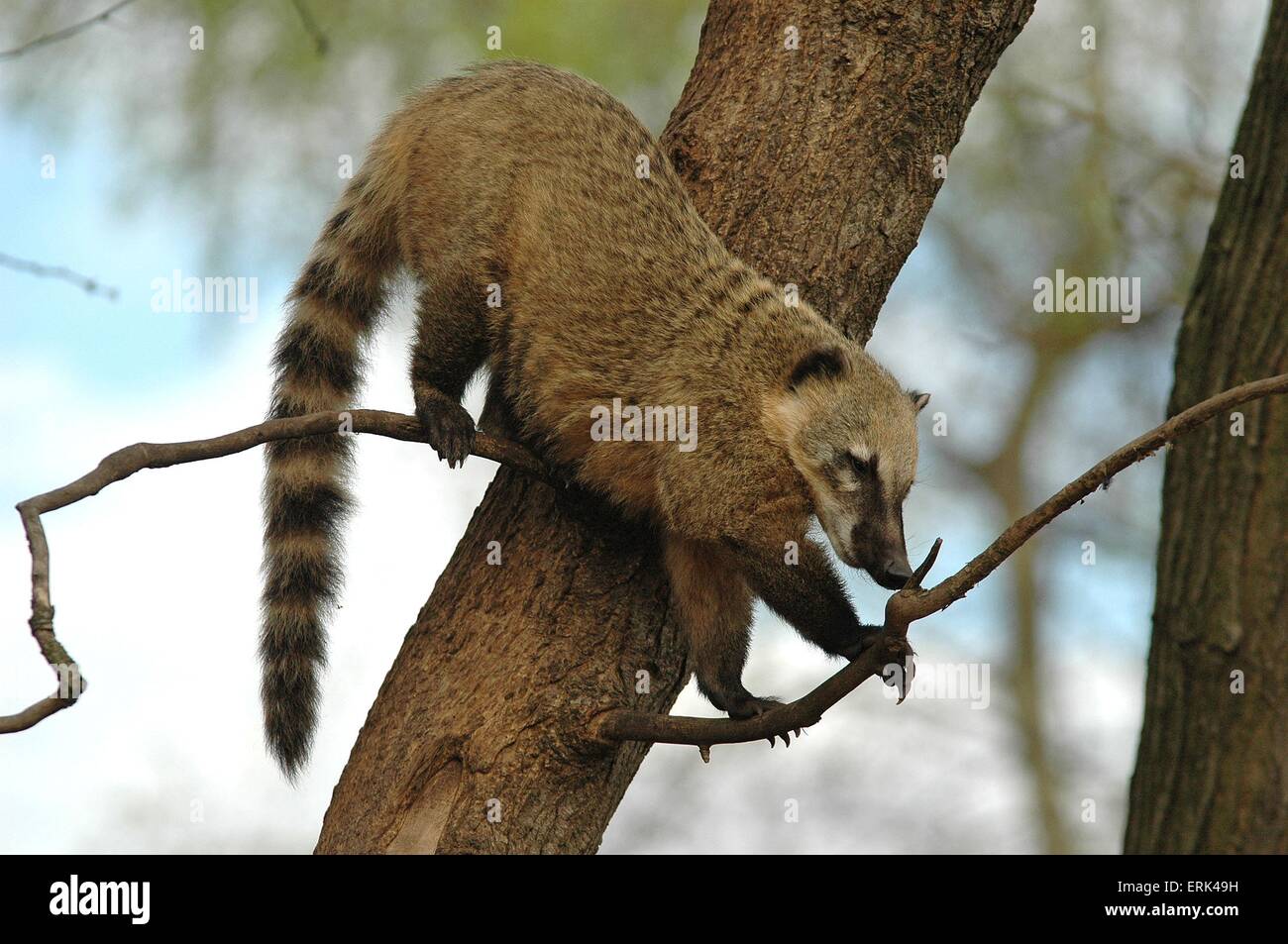 Common coati hi-res stock photography and images - Alamy