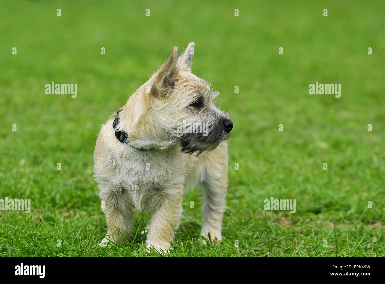 young Cairn Terrier Stock Photo - Alamy