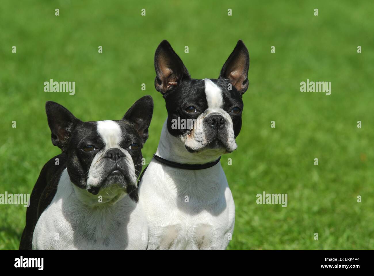 Boston bull terrier hi-res stock photography and images - Alamy