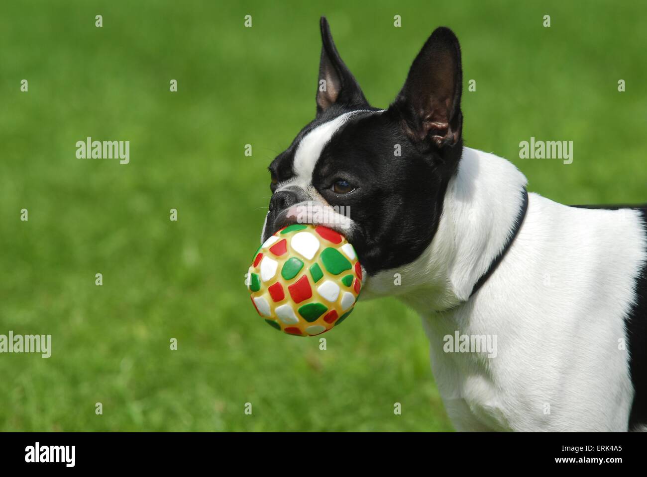 Boston bull terrier hi-res stock photography and images - Alamy