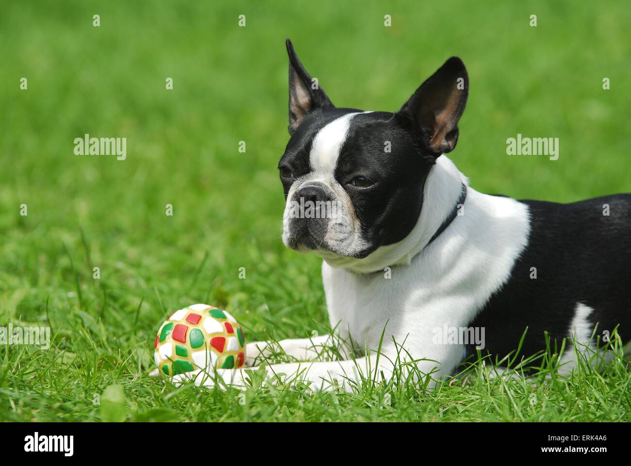 Boston bull terrier hi-res stock photography and images - Alamy