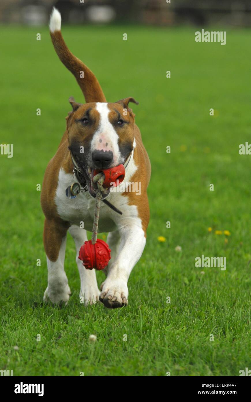 Bullterriers hi-res stock photography and images - Alamy