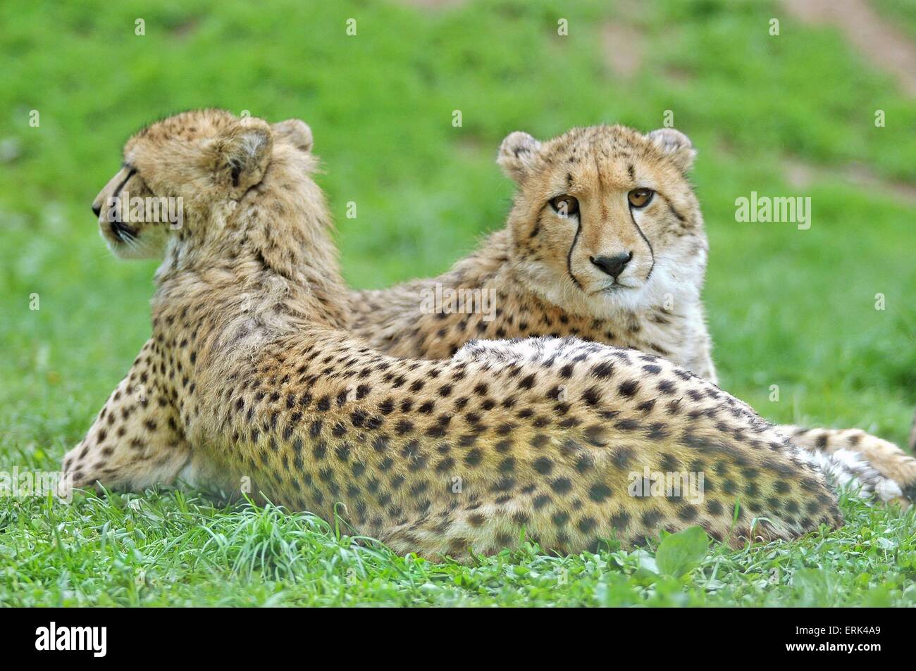 Two cheetah cats hi-res stock photography and images - Alamy