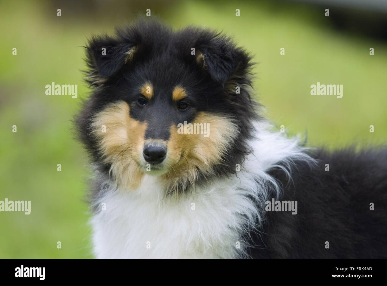 Rough collie puppy and dog hi-res stock photography and images - Alamy