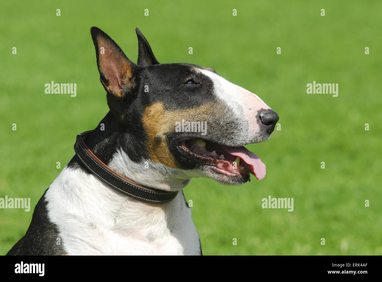 Mini bullterrier hi-res stock photography and images - Alamy