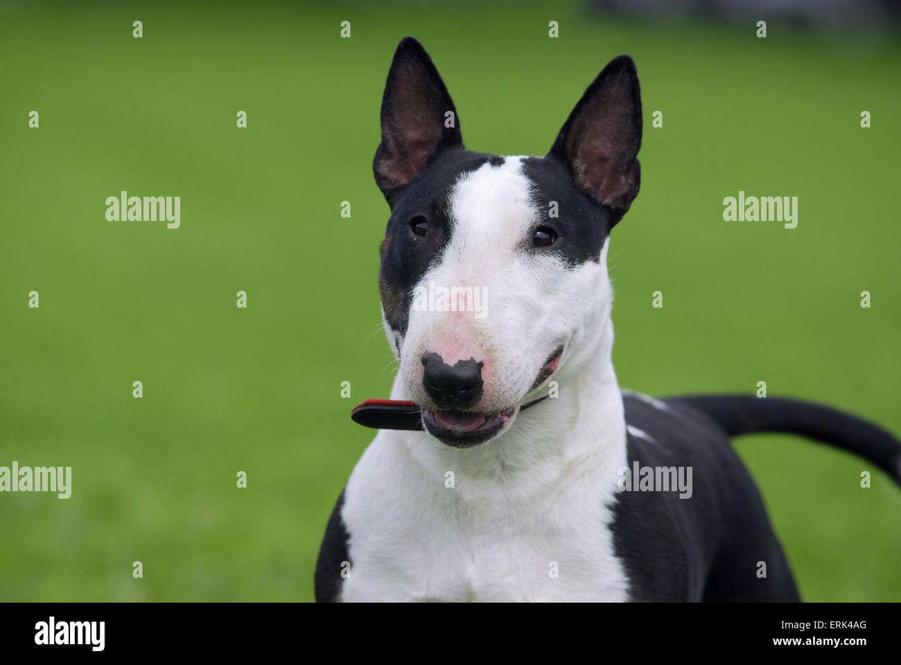 Mini bullterrier hi-res stock photography and images - Alamy