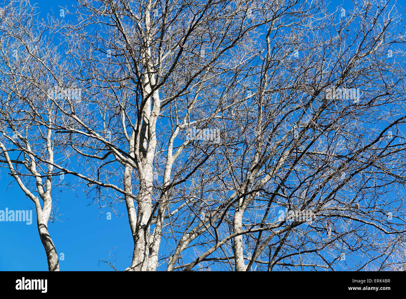 Trees with blue sky background in winter season Stock Photo - Alamy