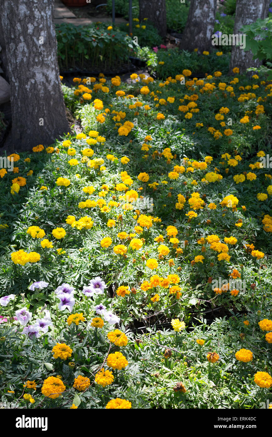 Chrysanths hi-res stock photography and images - Alamy