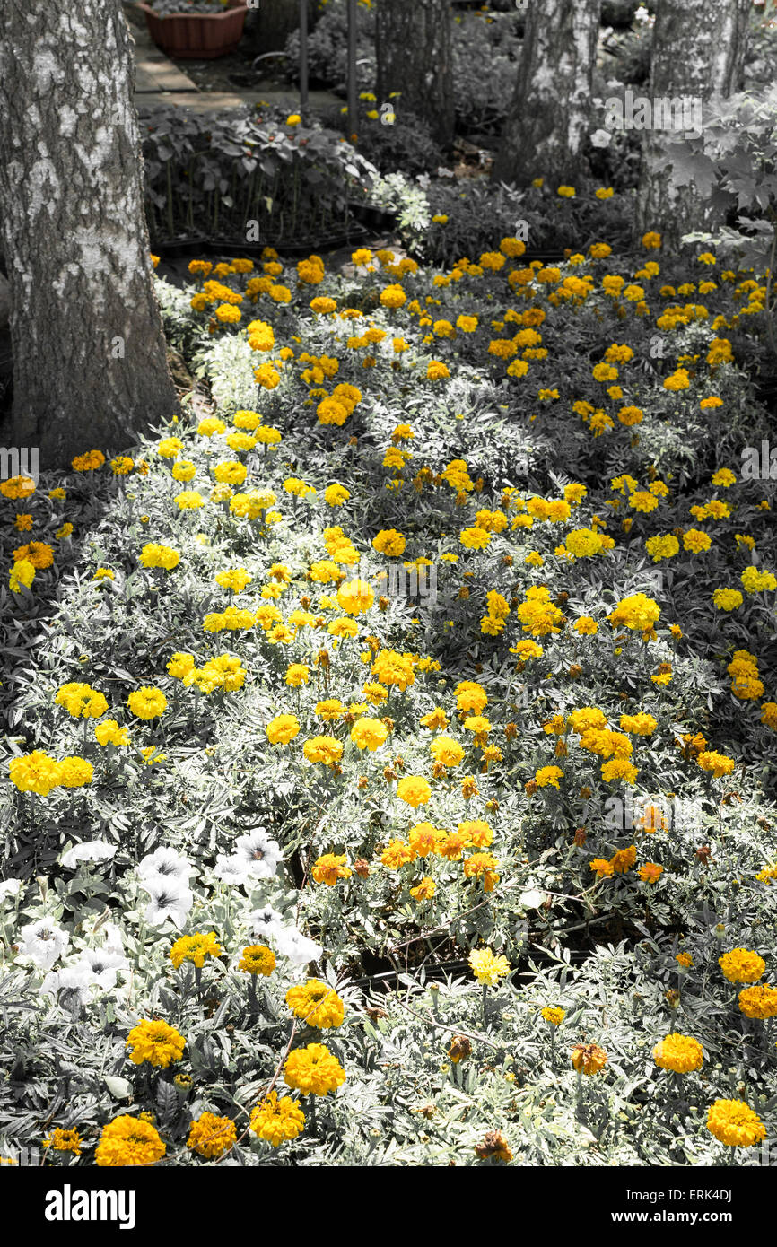 Desaturated color hi-res stock photography and images - Alamy