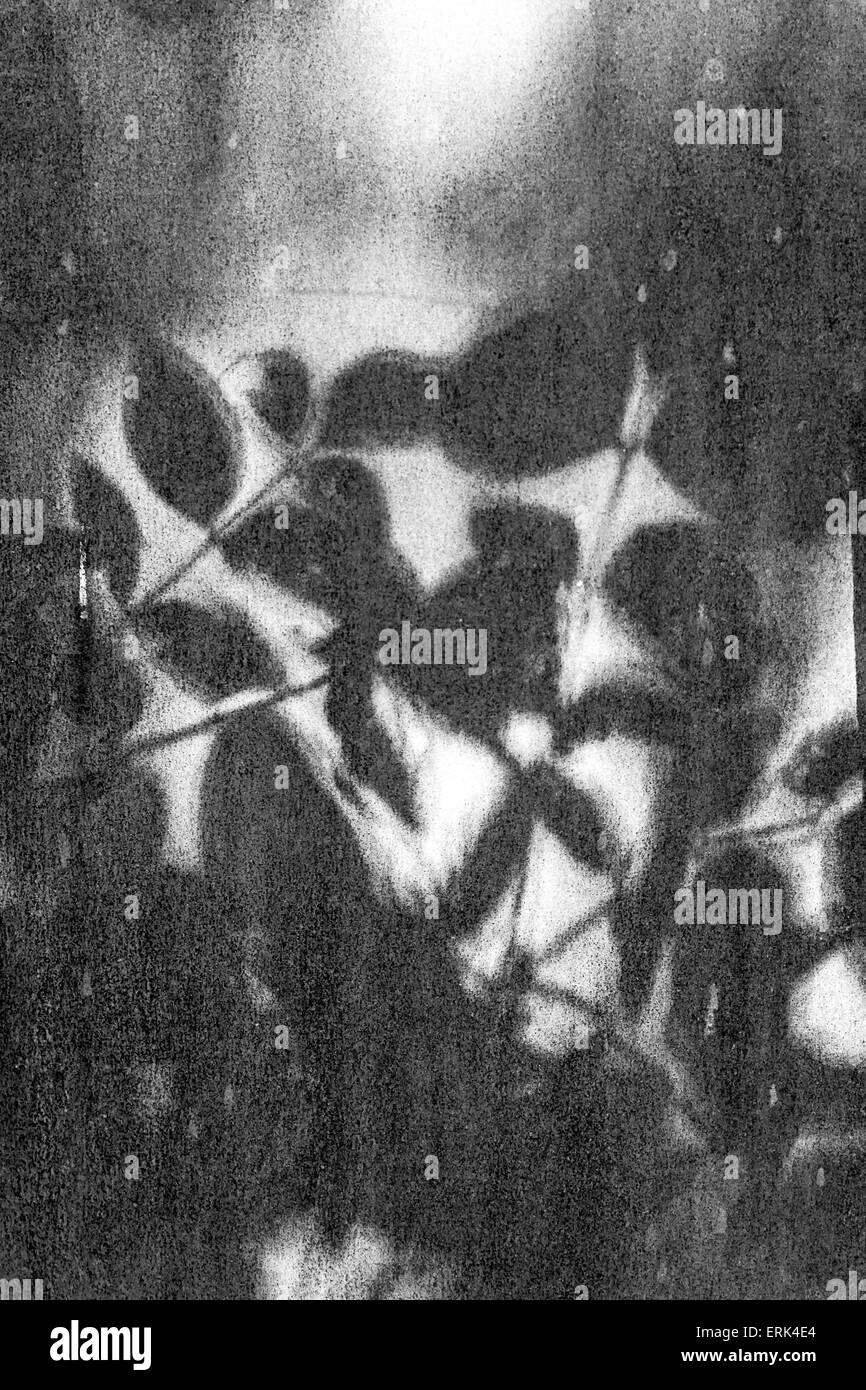 Summer leaves create a shadow on metal in the summer sun Stock Photo ...