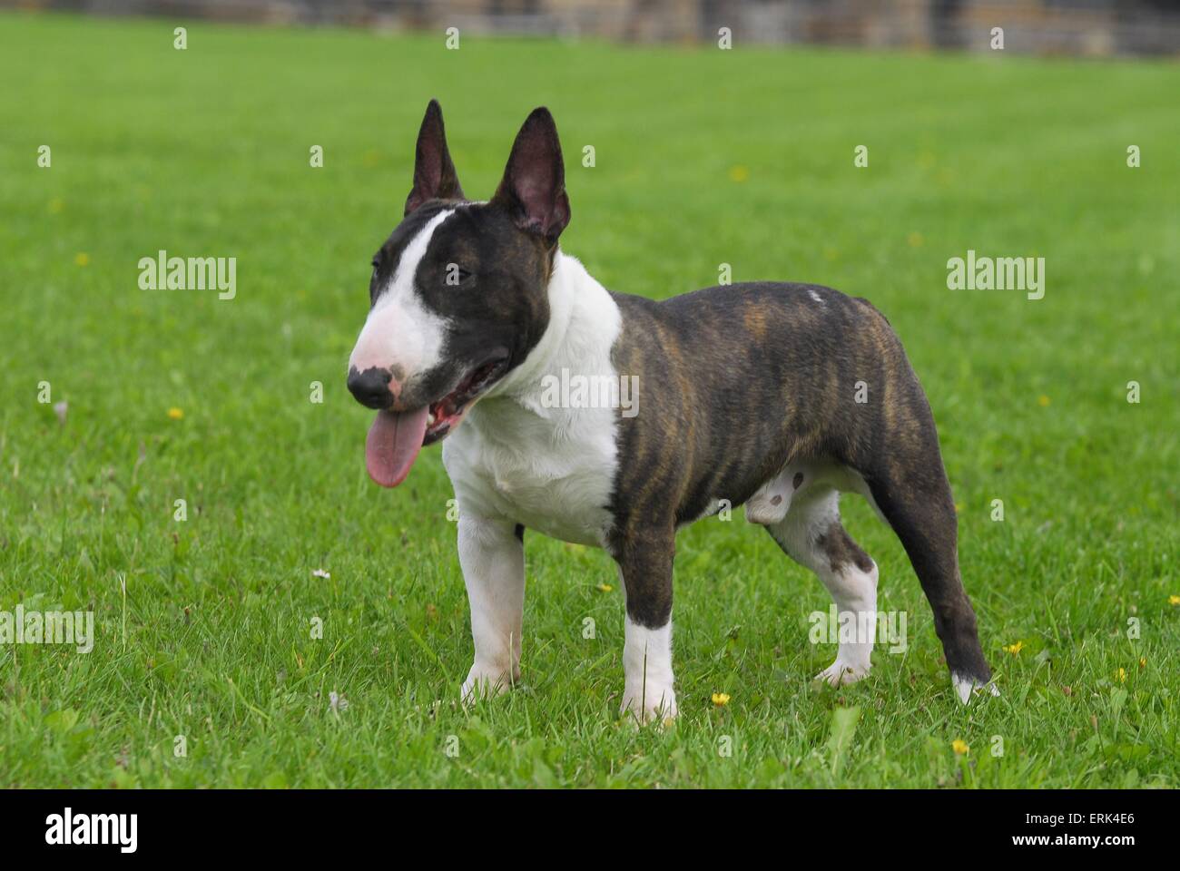 Mini bullterrier hi-res stock photography and images - Alamy