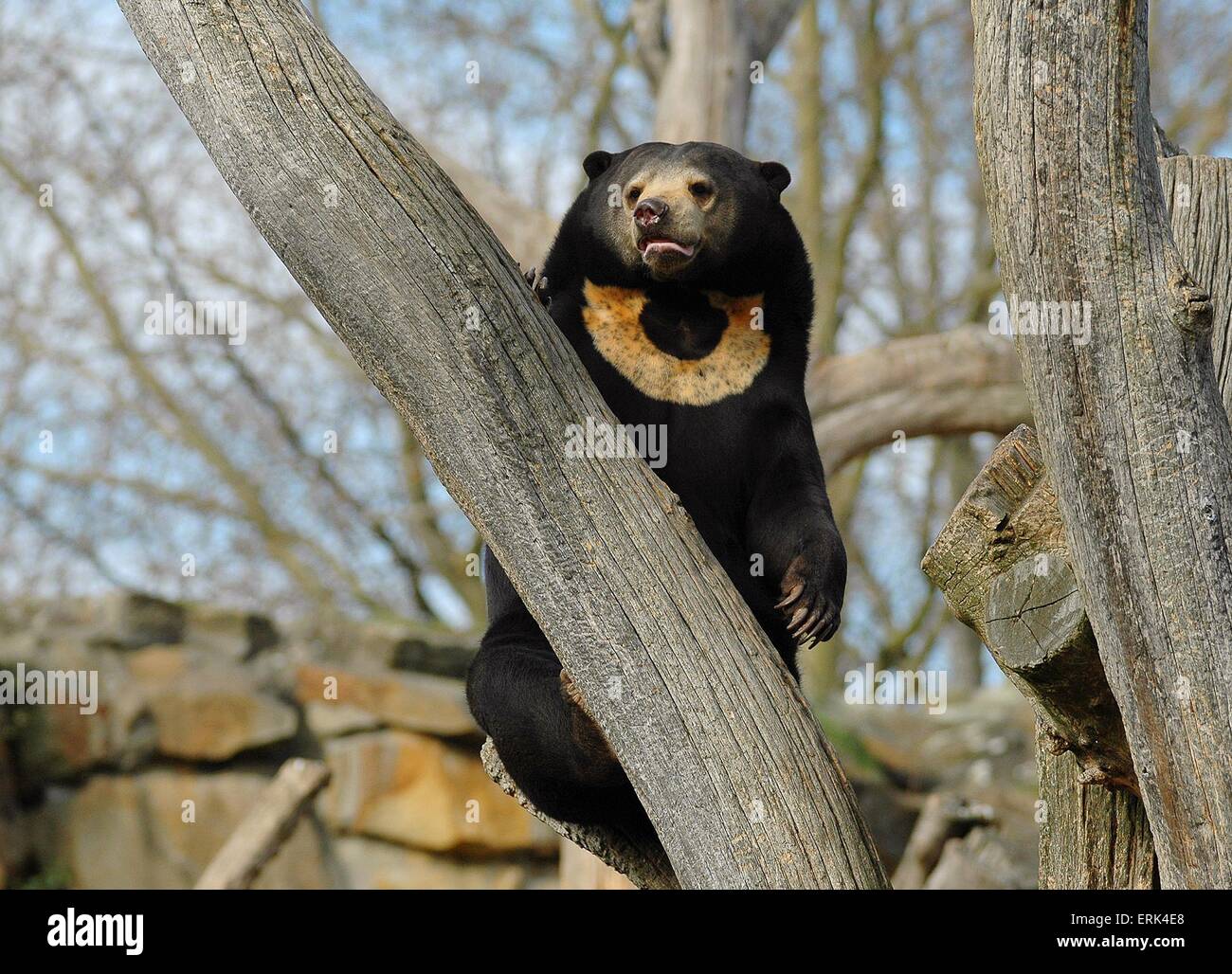 Tree stump bears hi-res stock photography and images - Alamy