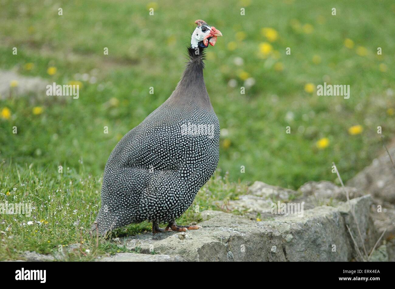 Guinea fowl and chicken hi-res stock photography and images - Alamy