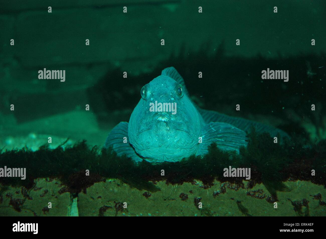 Catfish underwater hi-res stock photography and images - Alamy