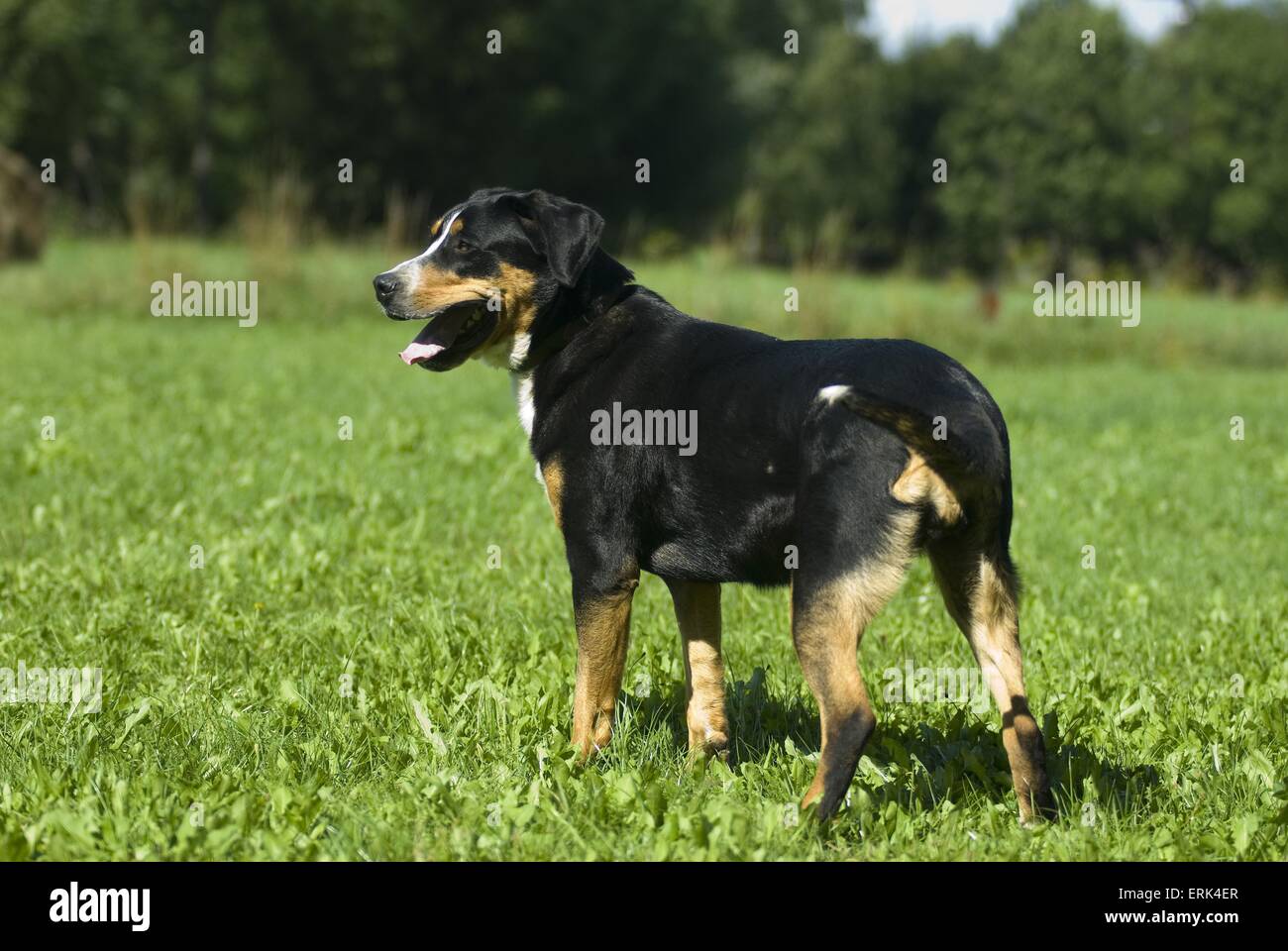 Greater Swiss Mountain Dog Stock Photo - Alamy
