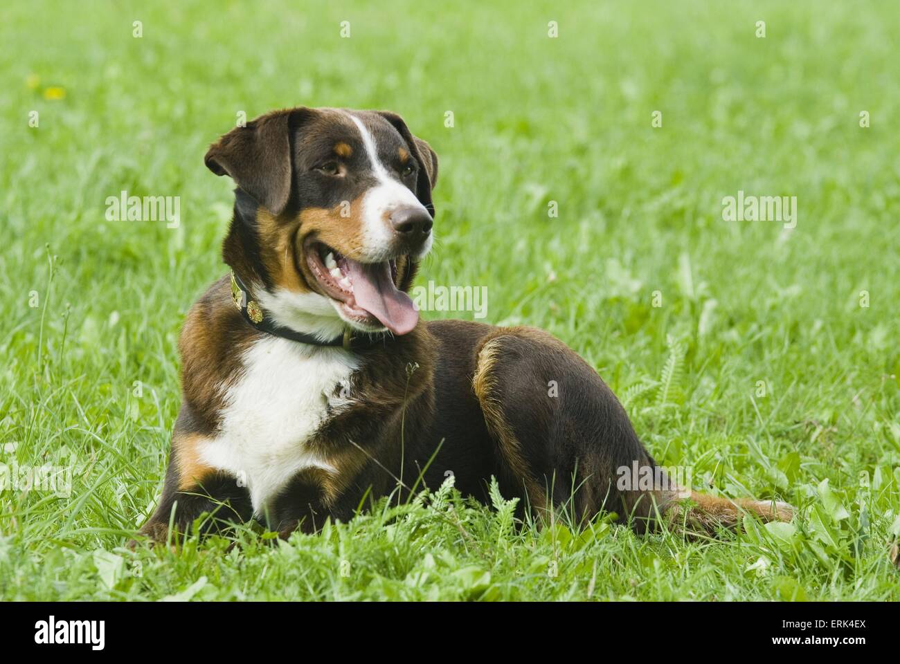 Appenzeller Mountain Dog Stock Photo - Alamy