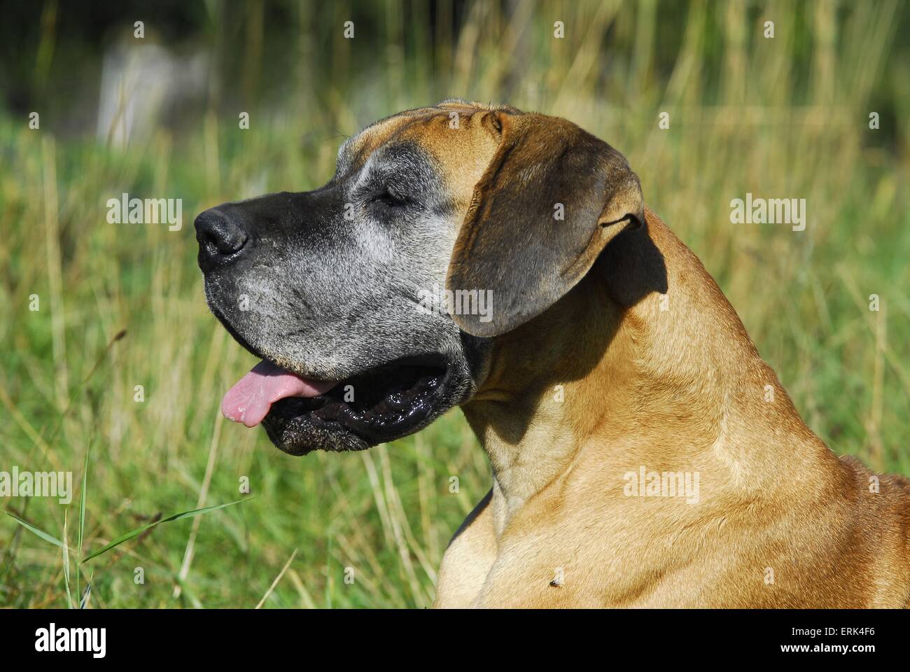 Great Dane Portrait Stock Photo - Alamy