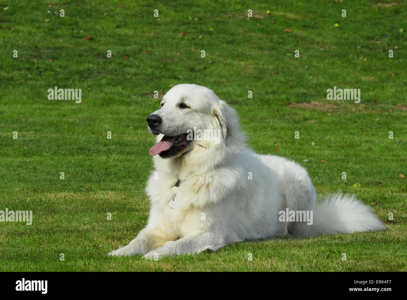 Great Pyrenees dog Stock Photo - Alamy
