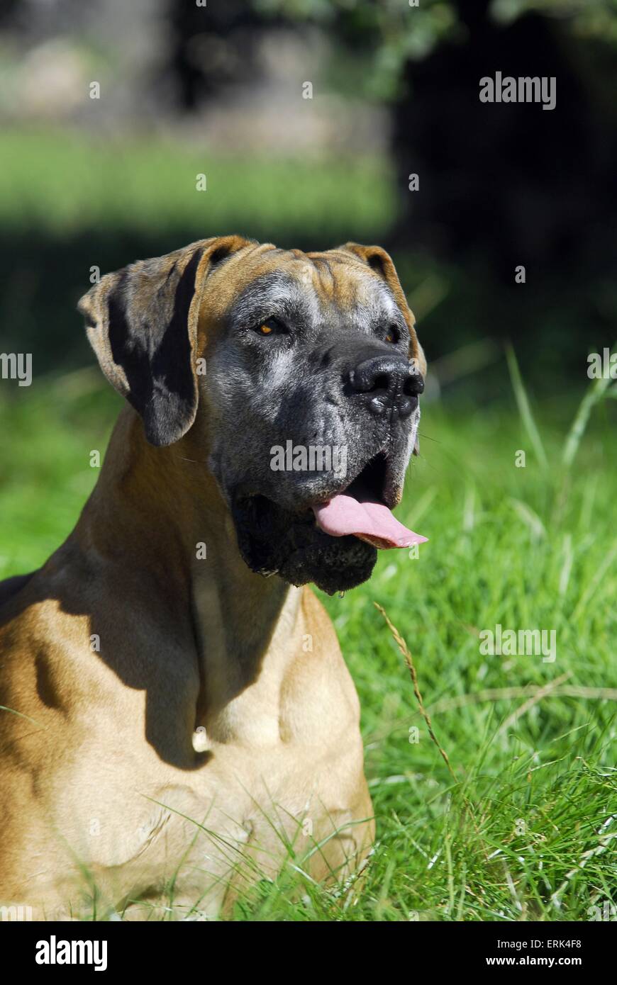 Great Dane Portrait Stock Photo - Alamy