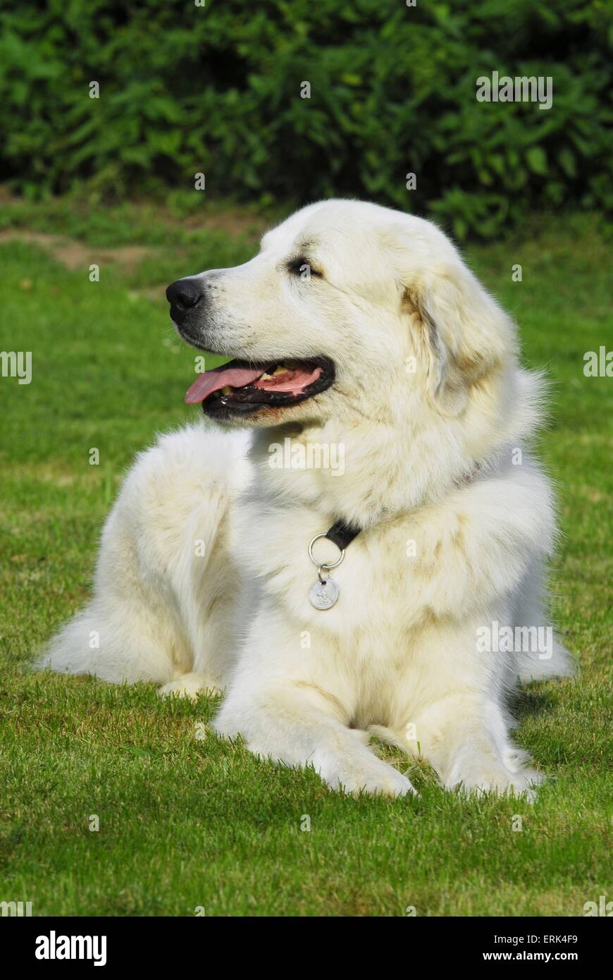 Pyrenean mountain dog Stock Photo - Alamy