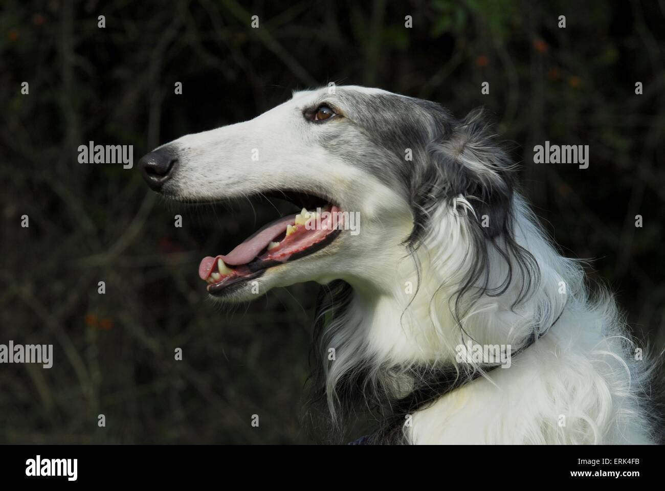 Borzois hi-res stock photography and images - Alamy