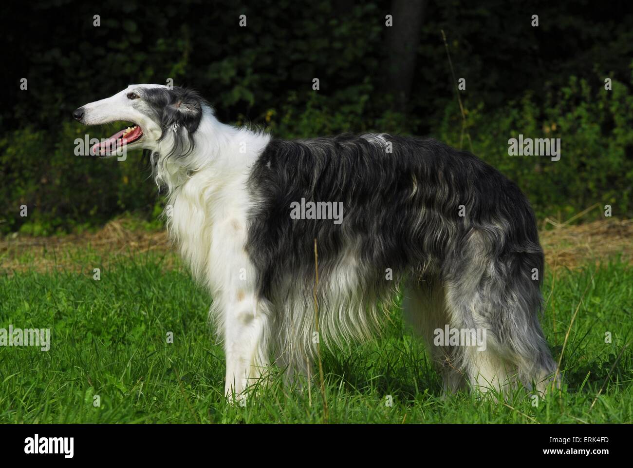 Borzoi standing hi-res stock photography and images - Alamy