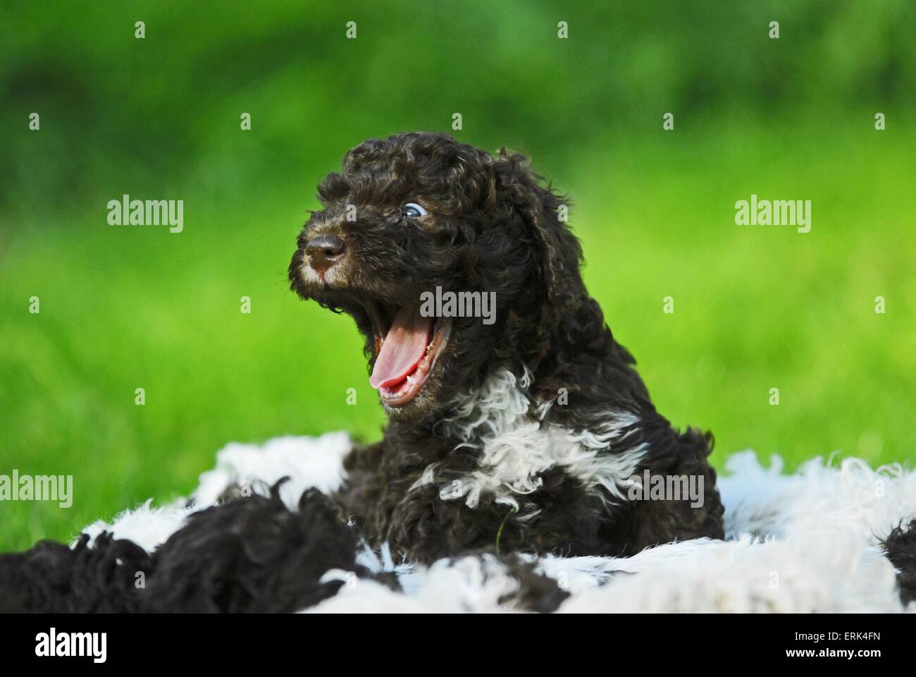 Lagotto romagnolo puppies hi-res stock photography and images - Alamy
