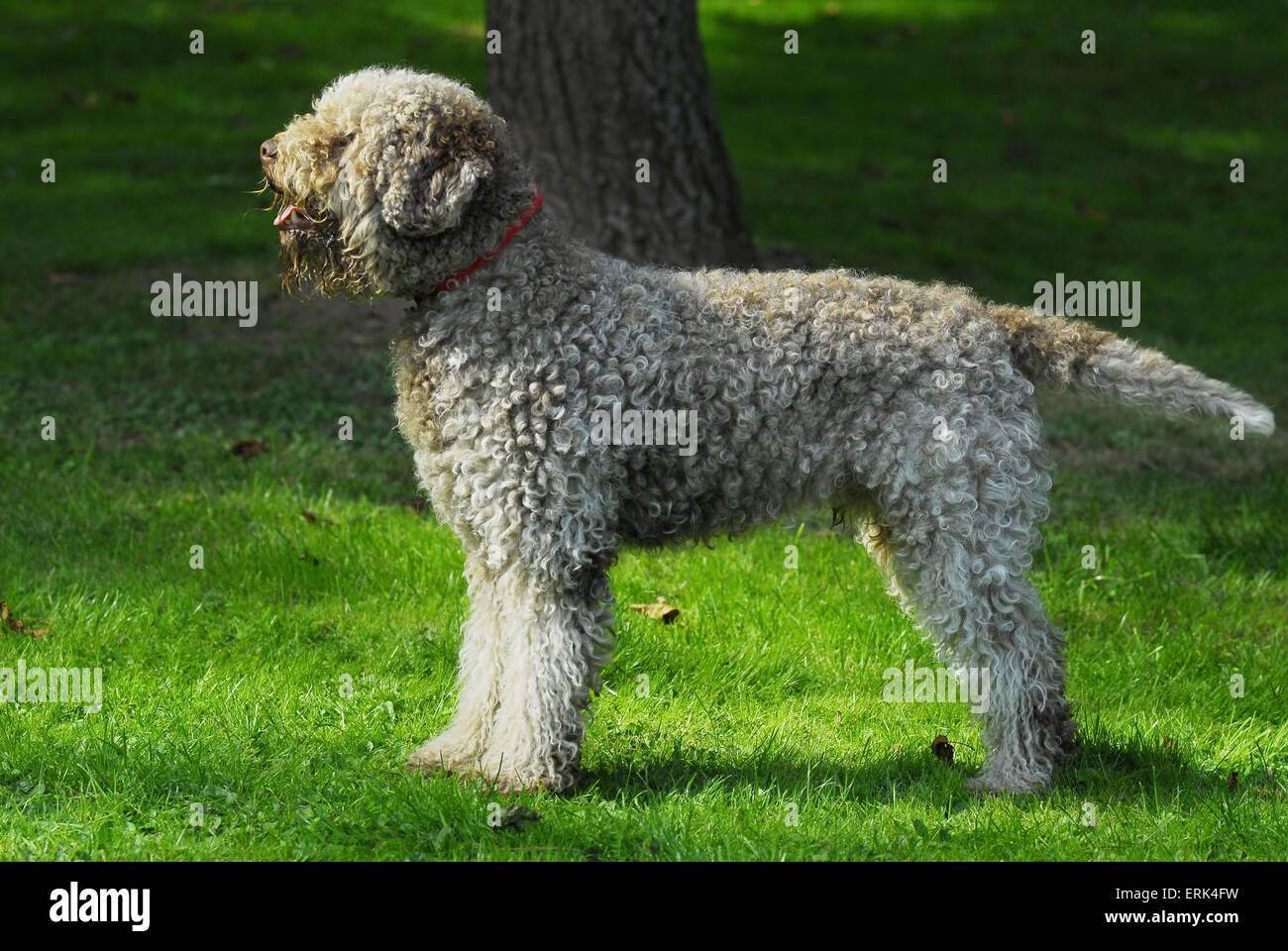 Standing lagotto romagnolo hi-res stock photography and images - Alamy