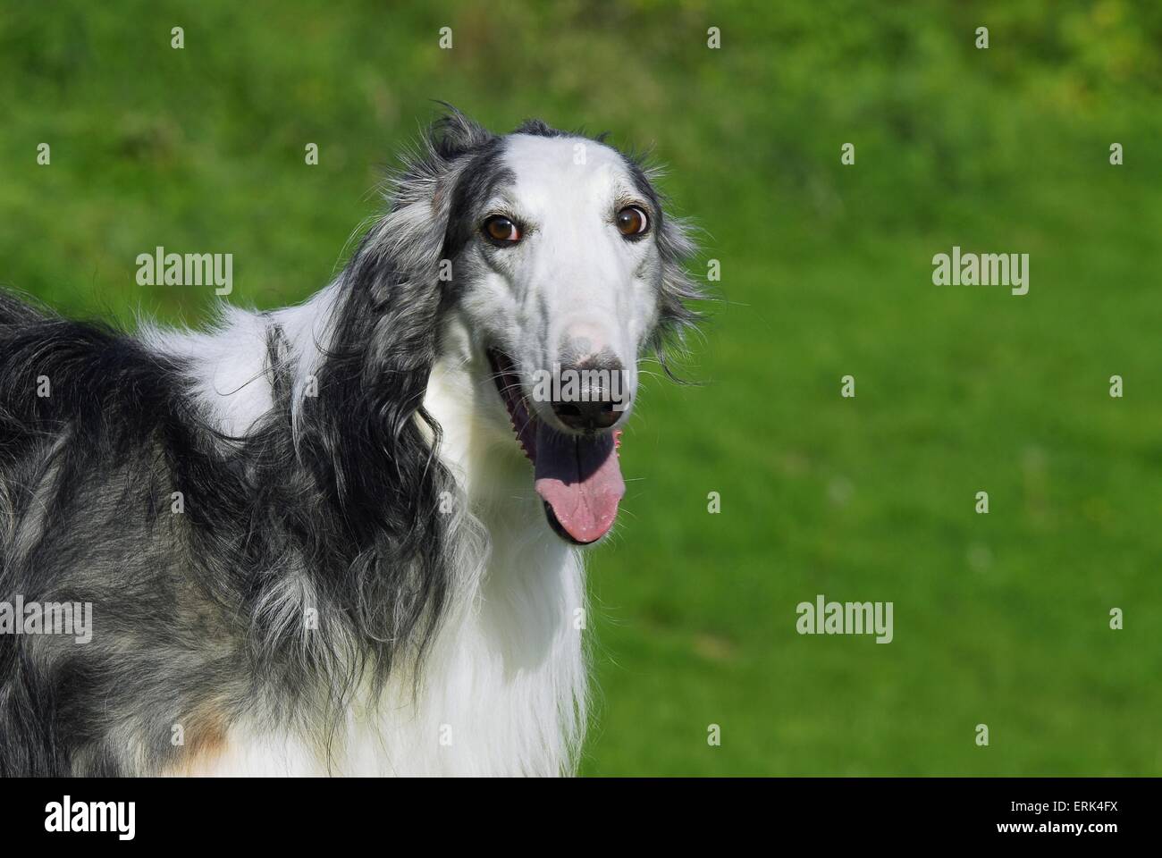 Portrait borzoi side view hi-res stock photography and images - Alamy