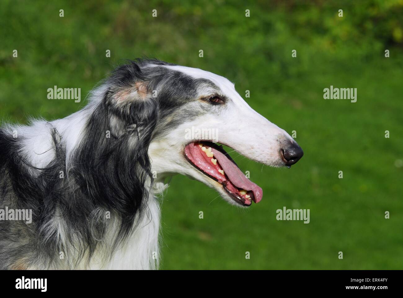 Portrait borzoi side view hi-res stock photography and images - Alamy