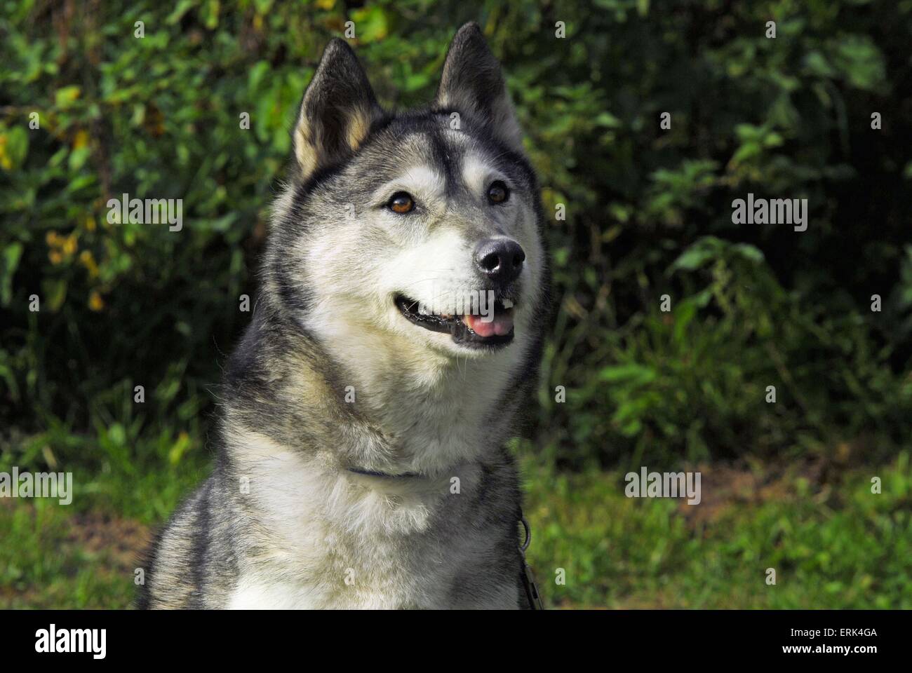 Siberian huskies pet hi-res stock photography and images - Alamy