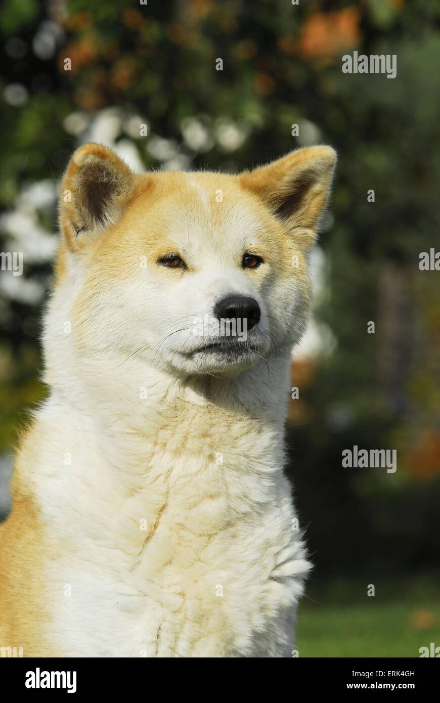 Akita Inu Portrait Stock Photo - Alamy
