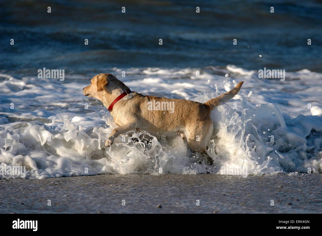 Labrador on beach Stock Photo - Alamy