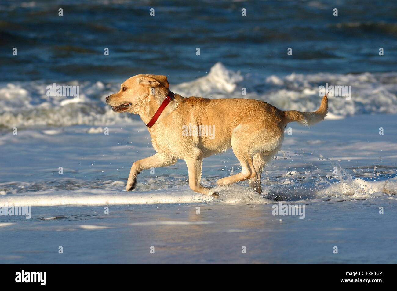 Labrador on beach Stock Photo - Alamy
